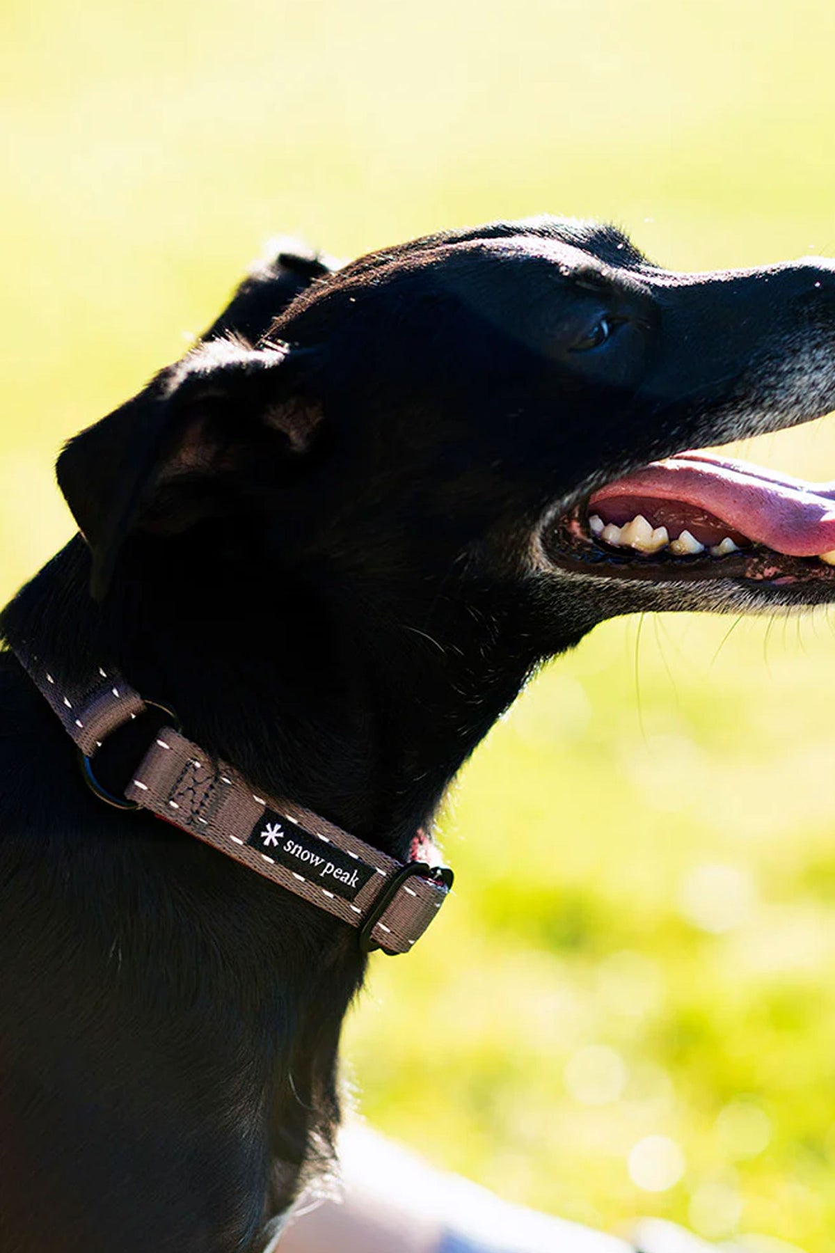 SP SLIP COLLAR L | HOMEBRED